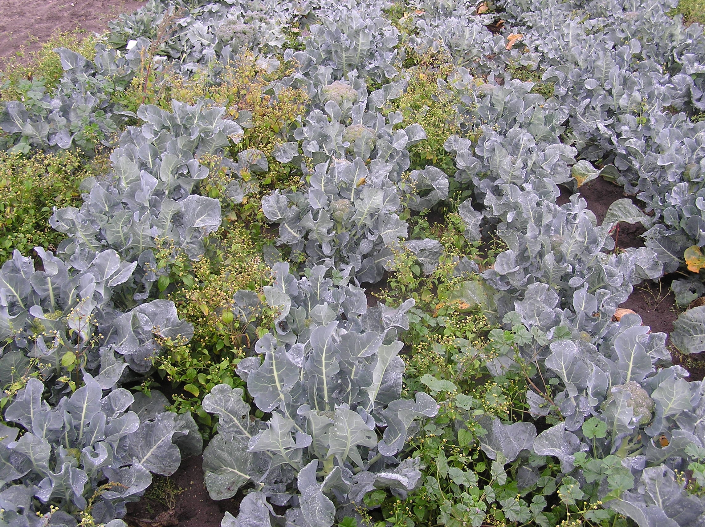 EWRS - European Weed Research Society › Working Groups